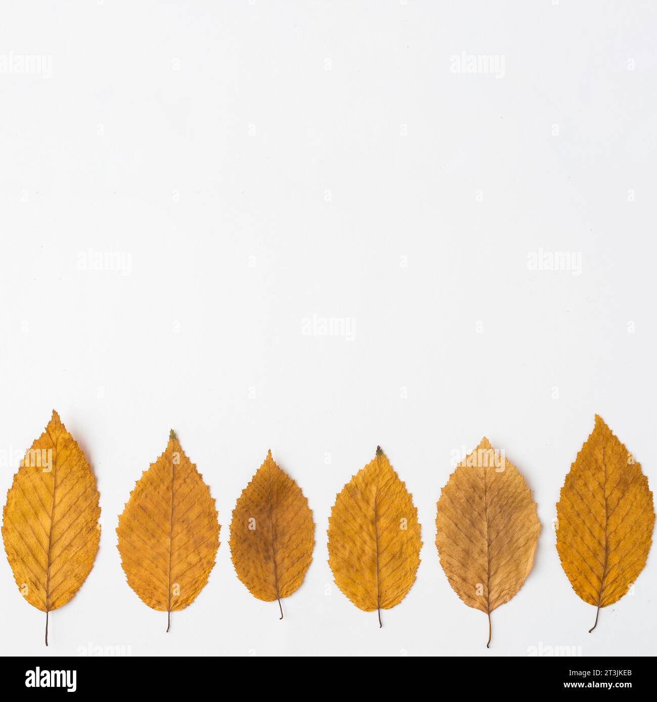 Leaves color different line hi-res stock photography and images - Alamy