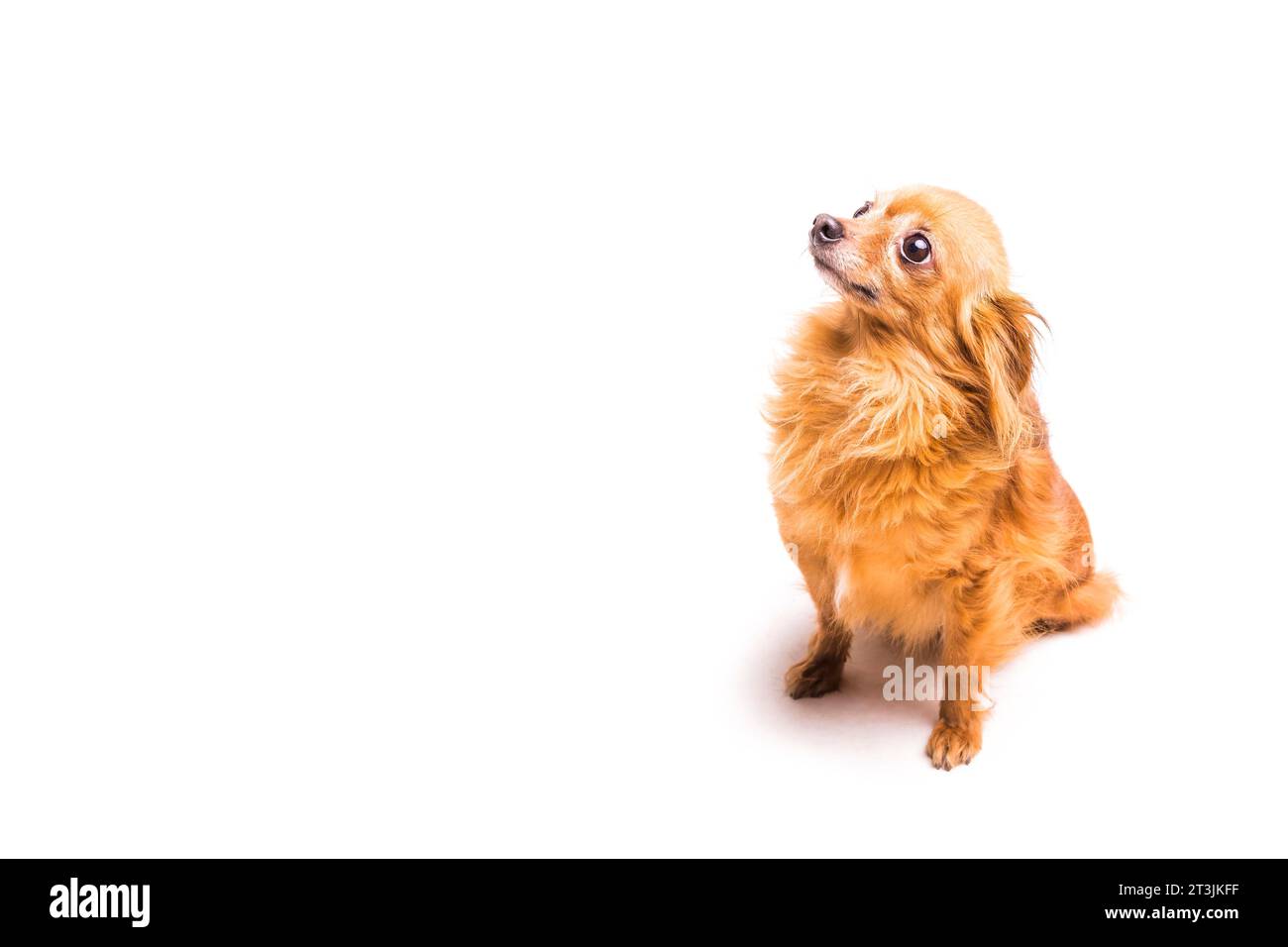 Front angle shot brown Cut Out Stock Images & Pictures - Alamy