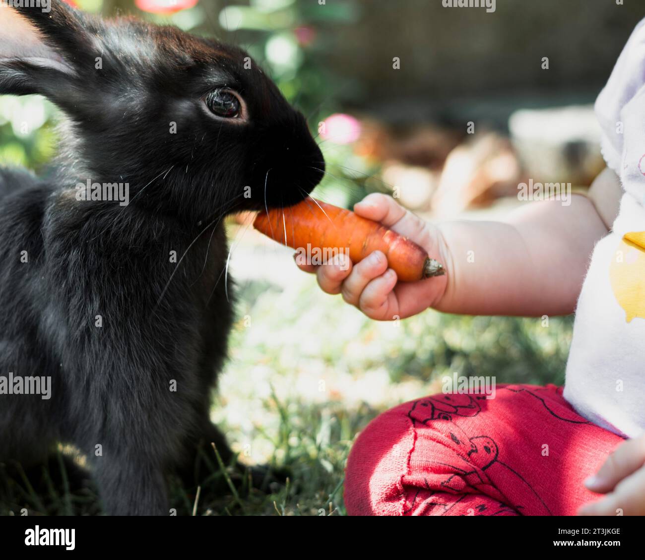 Kid feeding with carrot black fluffy rabbit Stock Photo - Alamy