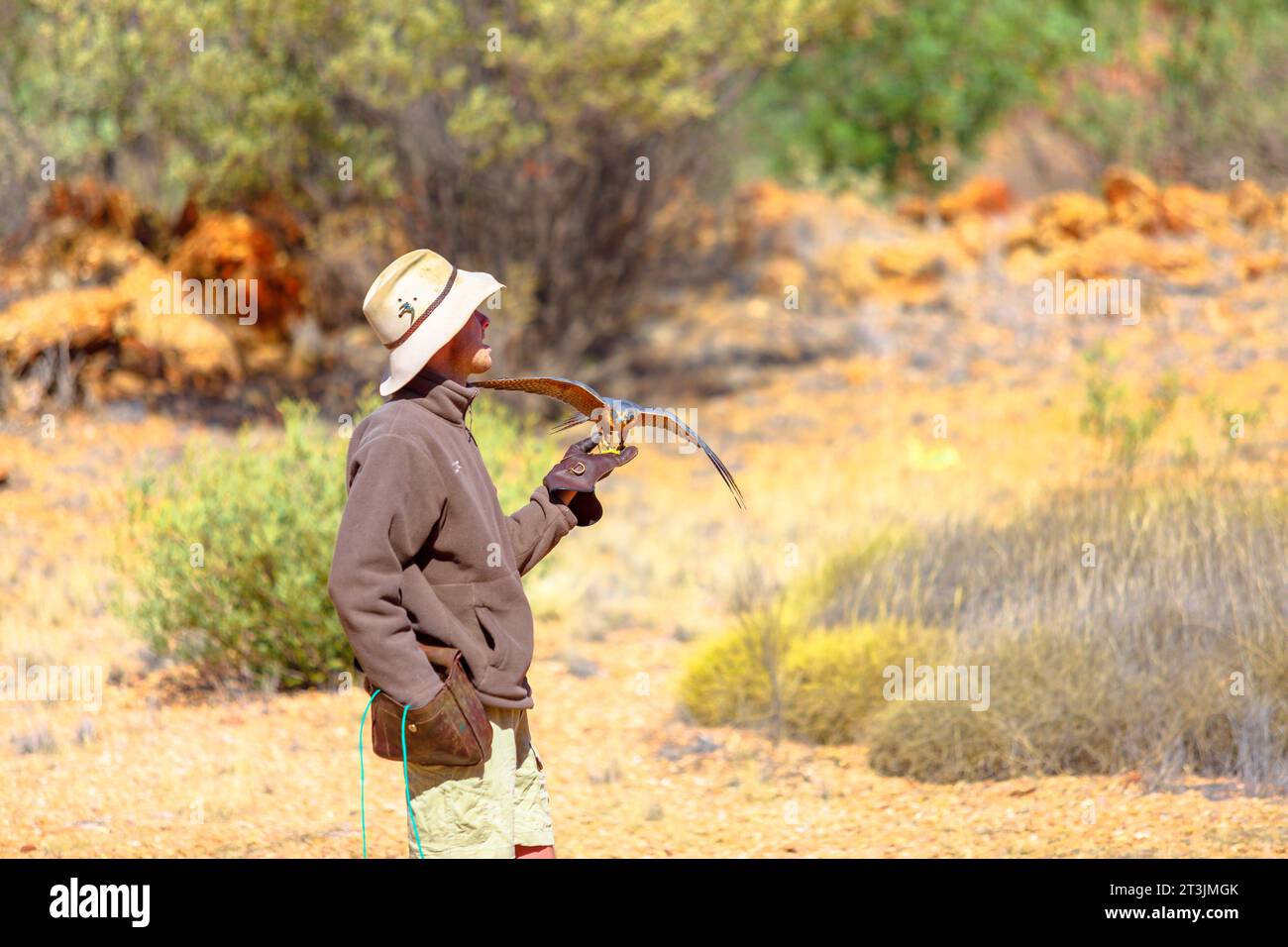 Australia - August, 2019:skilled falconer at Alice Springs Desert Park ...