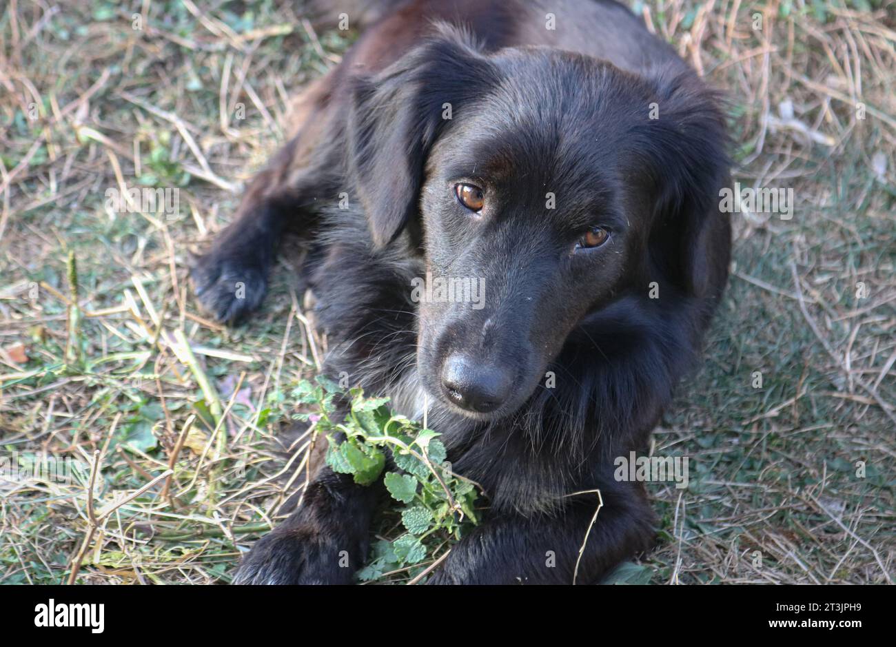 Black dog animal hi-res stock photography and images - Alamy