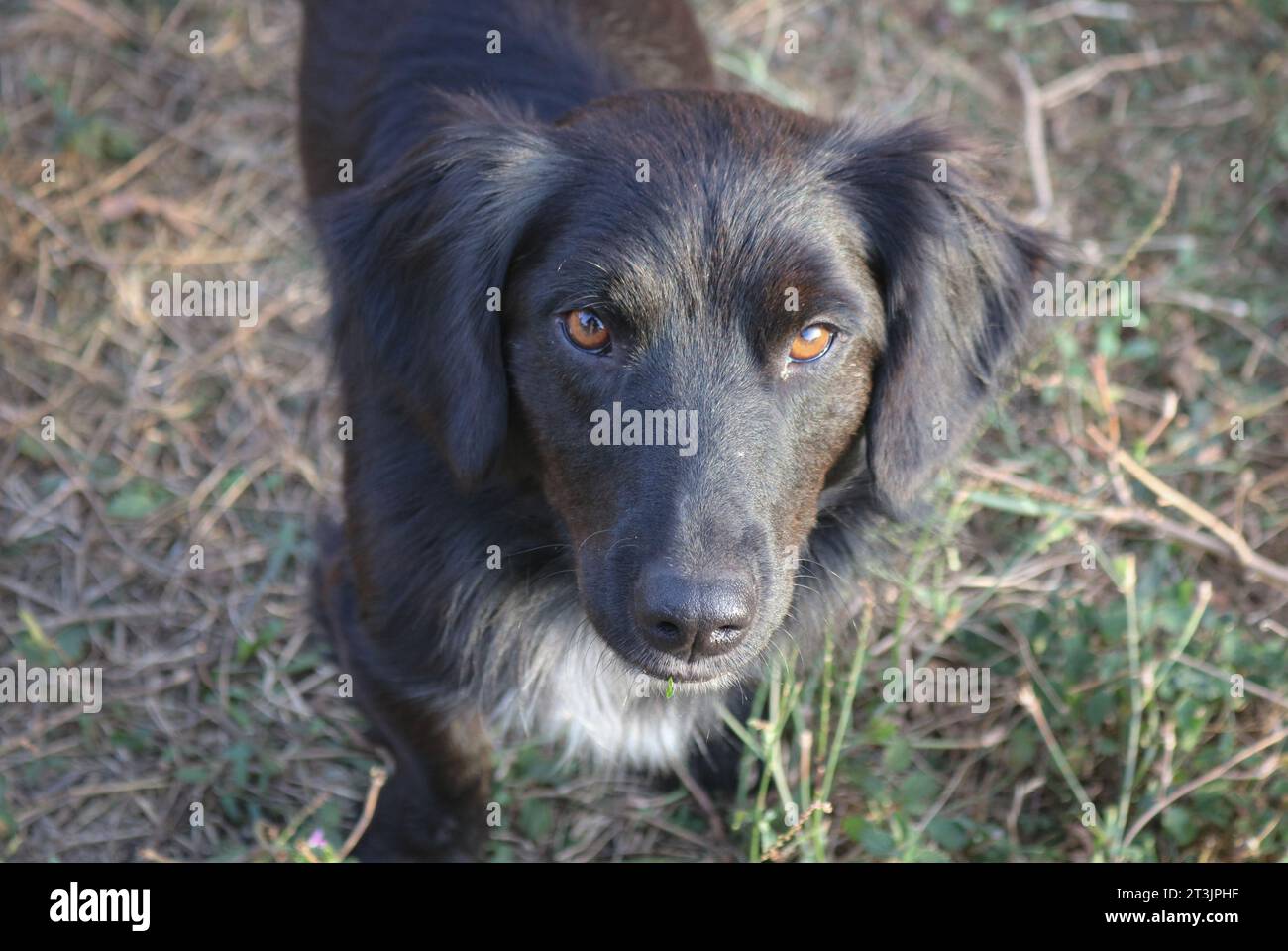 Black dog animal hi-res stock photography and images - Alamy