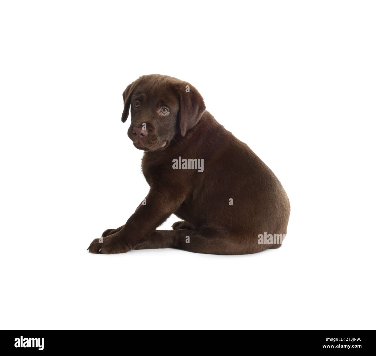 Cute chocolate Labrador Retriever puppy on white background Stock Photo ...