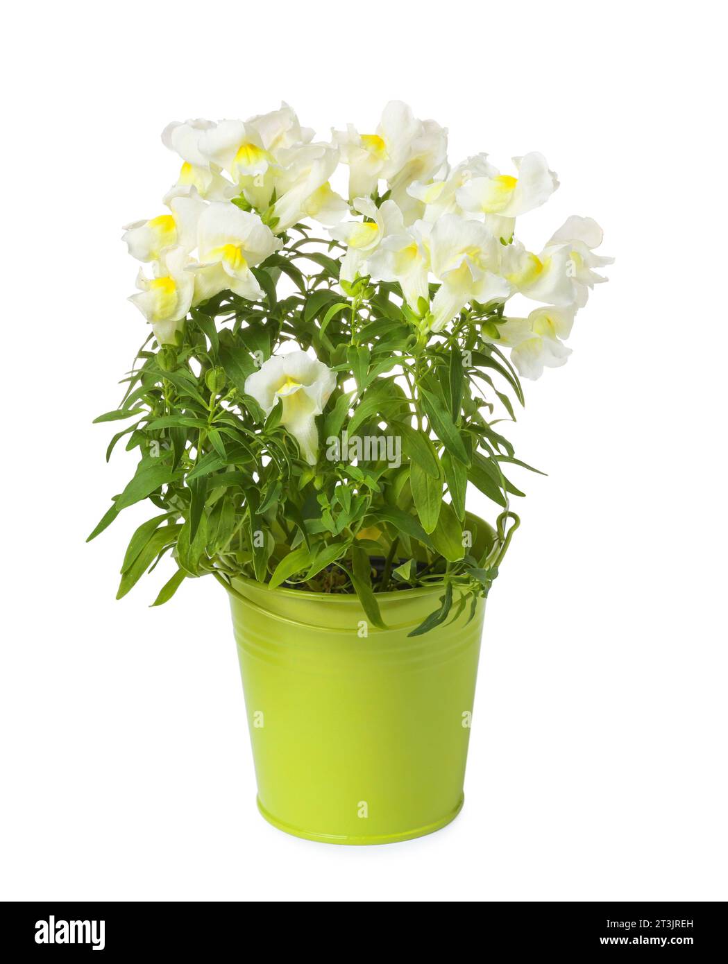 Beautiful snapdragon flowers in green pot isolated on white Stock Photo ...
