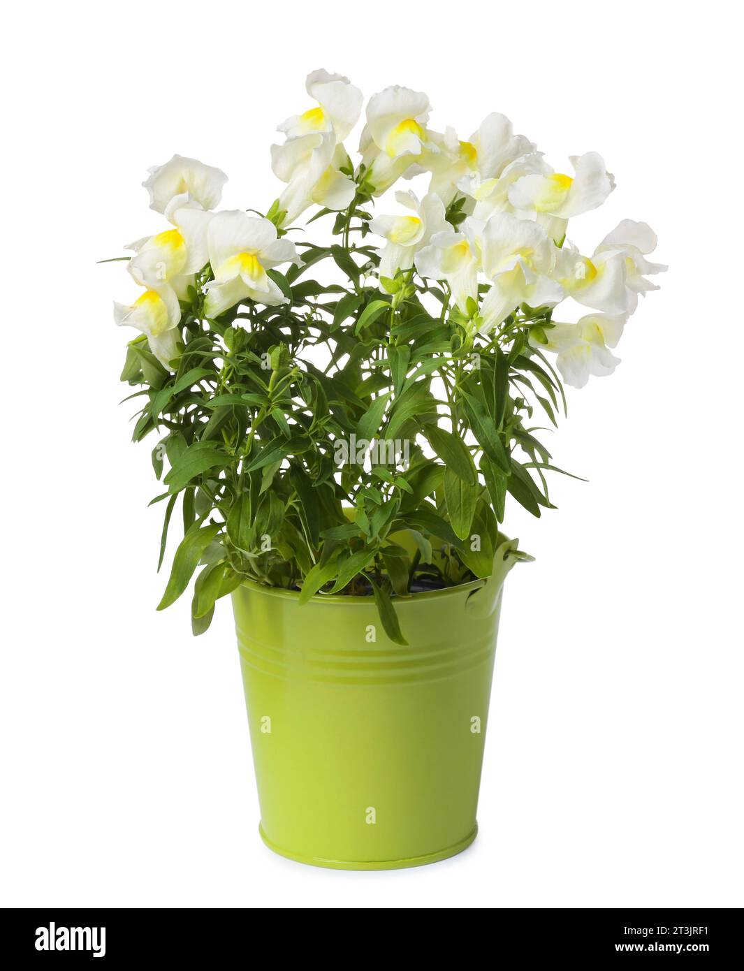 Beautiful snapdragon flowers in green pot isolated on white Stock Photo ...