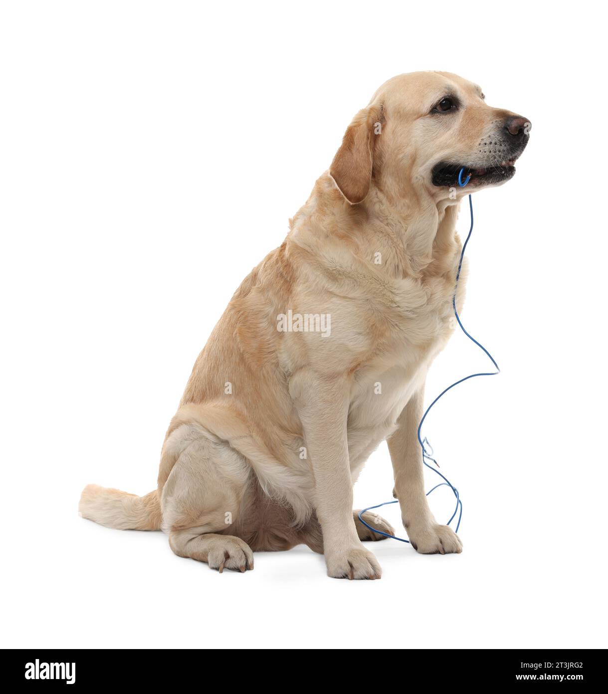 Naughty Labrador Retriever dog chewing damaged electrical wire on white ...