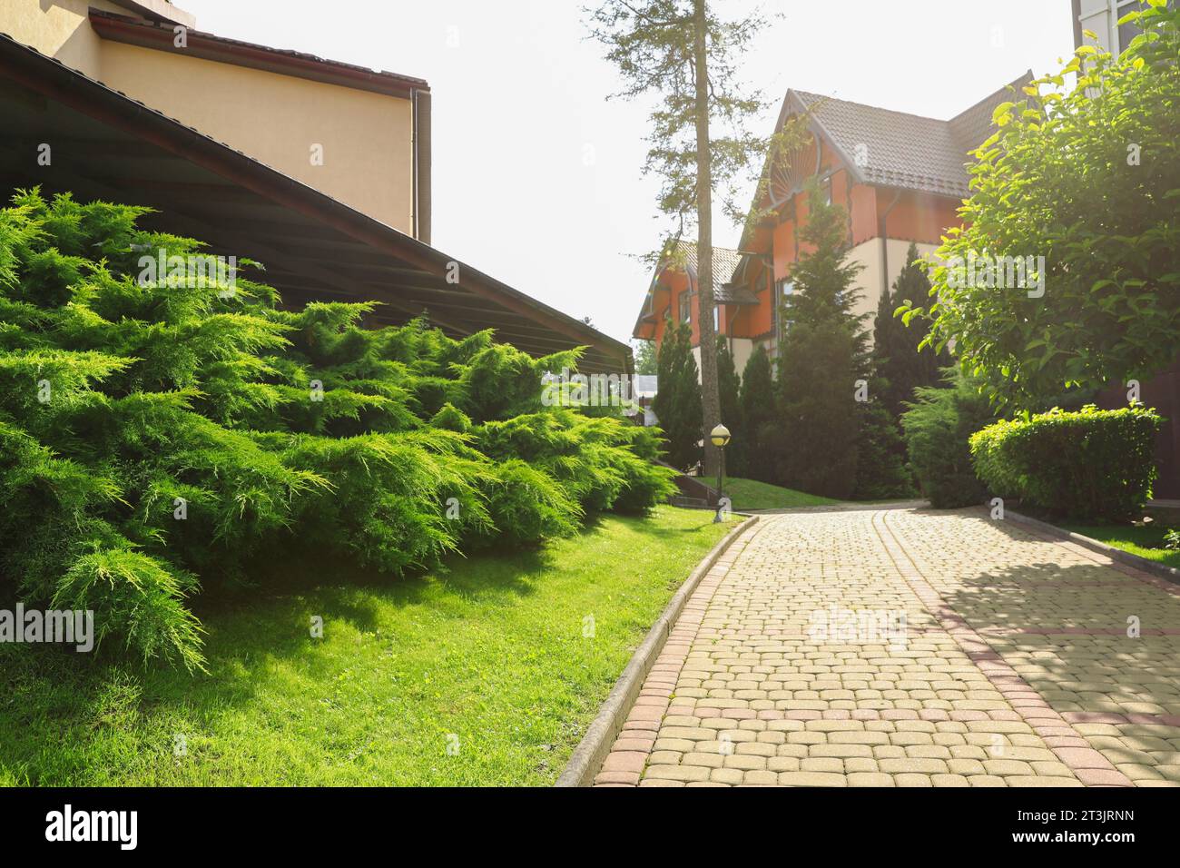 Shrubs of beautiful juniper growing outdoors. Gardening and landscaping ...
