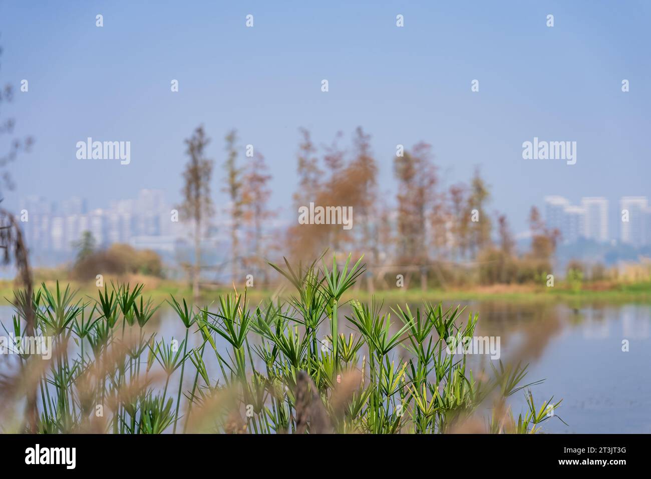 The gradually improving ecological environment of park cities Stock ...