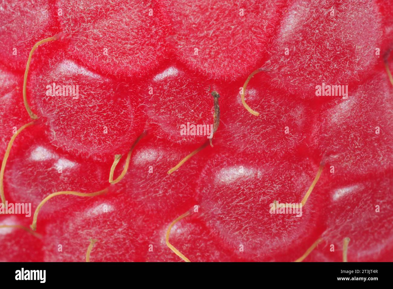 Texture of ripe raspberry as background, macro view. Fresh berry Stock ...