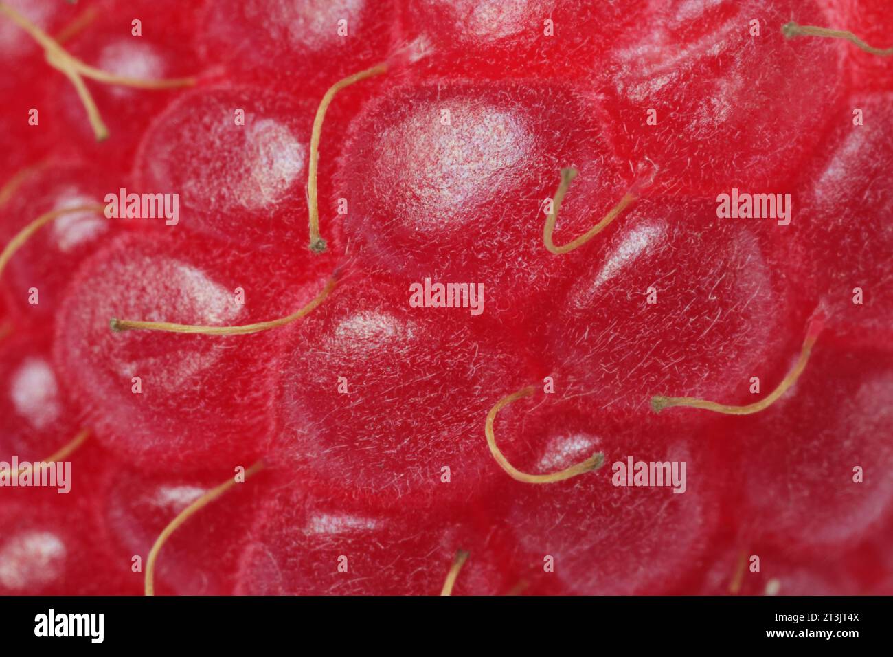 Texture of ripe raspberry as background, macro view. Fresh berry Stock ...