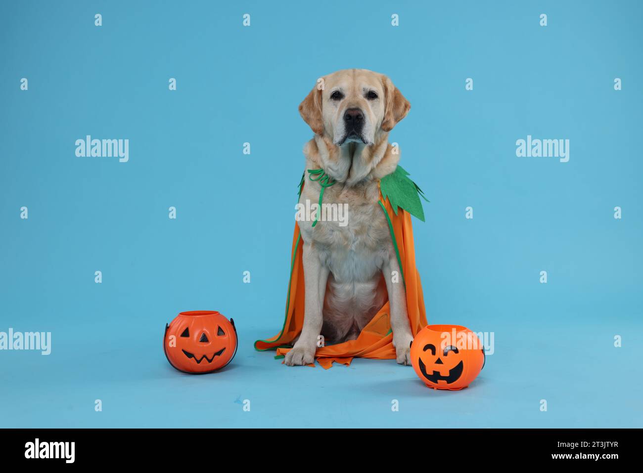 Cute Labrador Retriever dog in Halloween costume with trick or treat ...