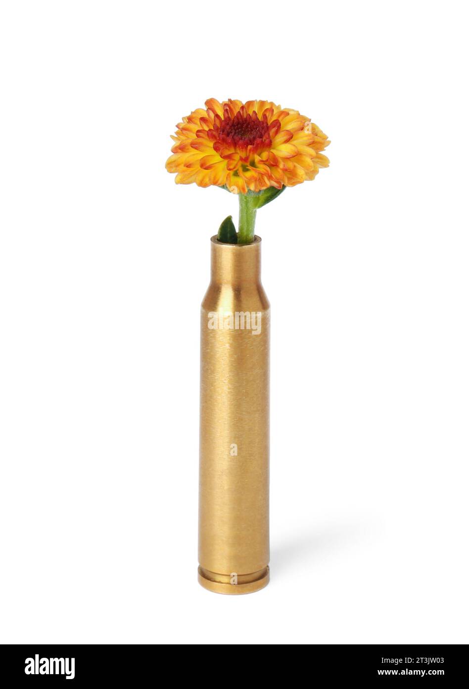 Beautiful flower in bullet case isolated on white Stock Photo - Alamy