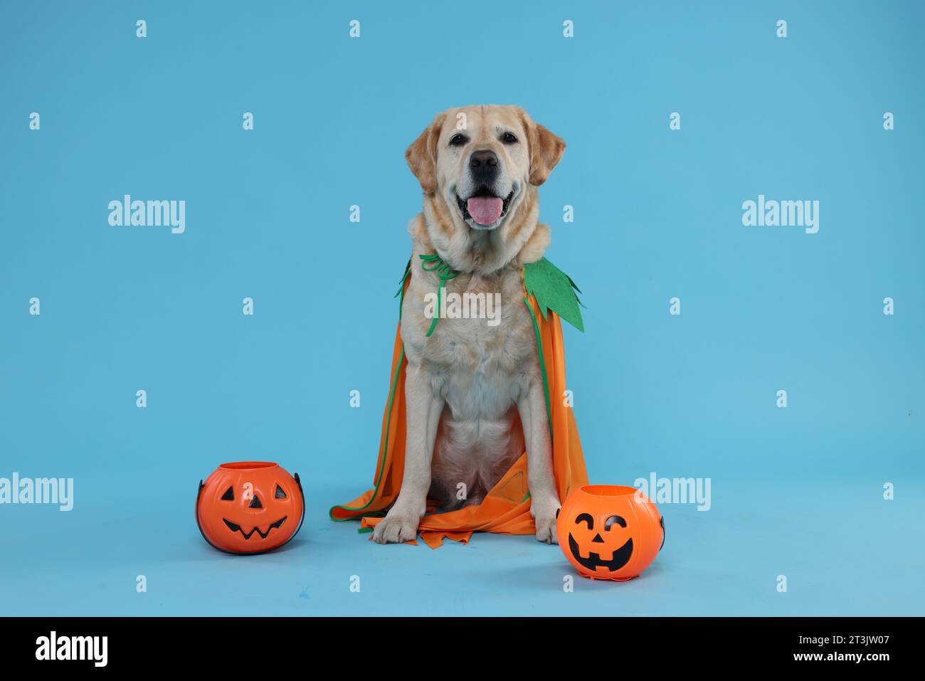 Cute Labrador Retriever dog in Halloween costume with trick or treat ...