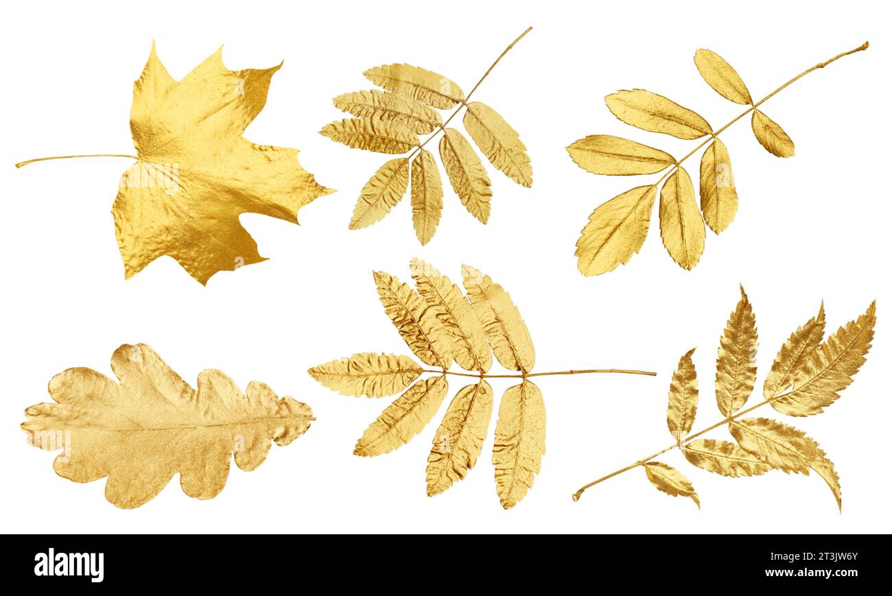 Different golden autumn leaves isolated on white, collection Stock ...