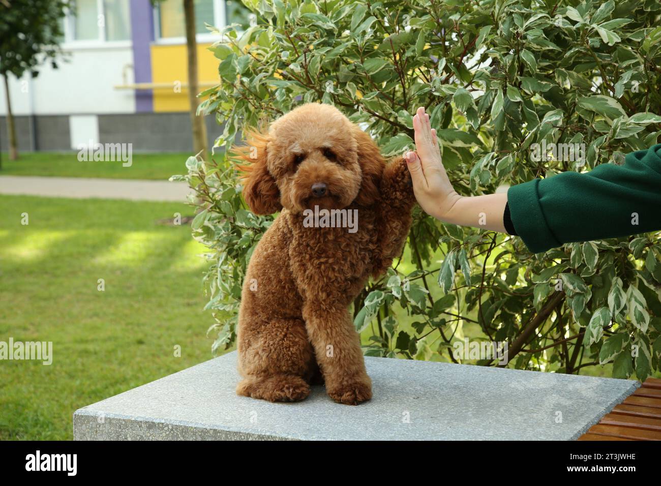 Cute Maltipoo dog giving high five to woman outdoors, closeup Stock ...