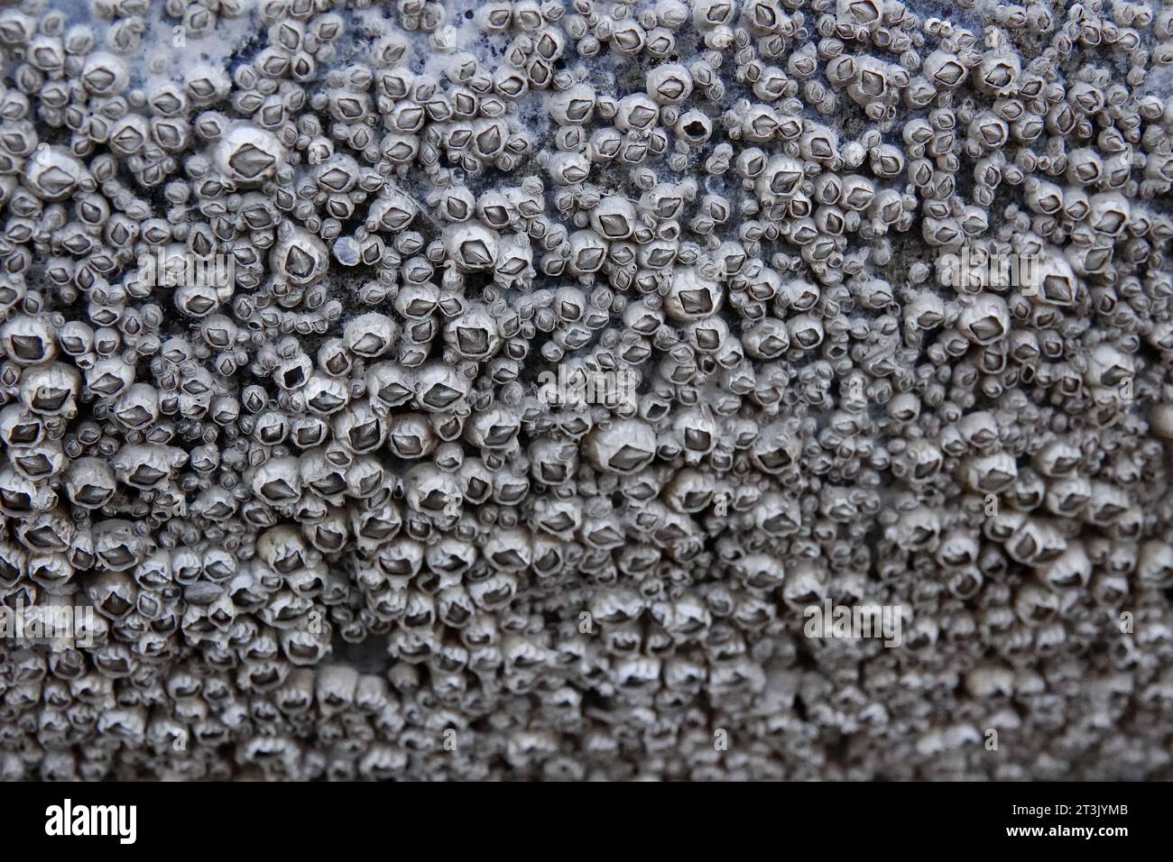 Barnacle species hi-res stock photography and images - Alamy