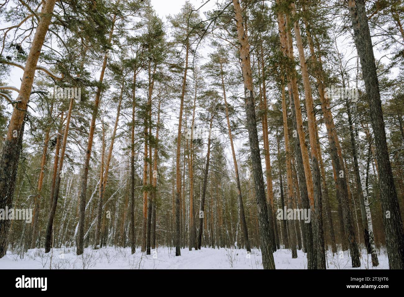 Cool pine trees in hi-res stock photography and images - Alamy
