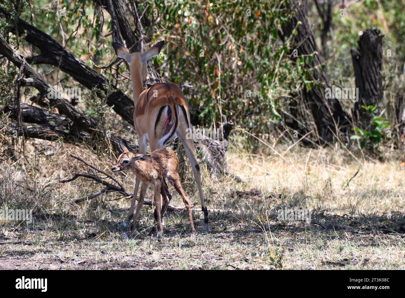 Wobbly legs animal hi-res stock photography and images - Alamy