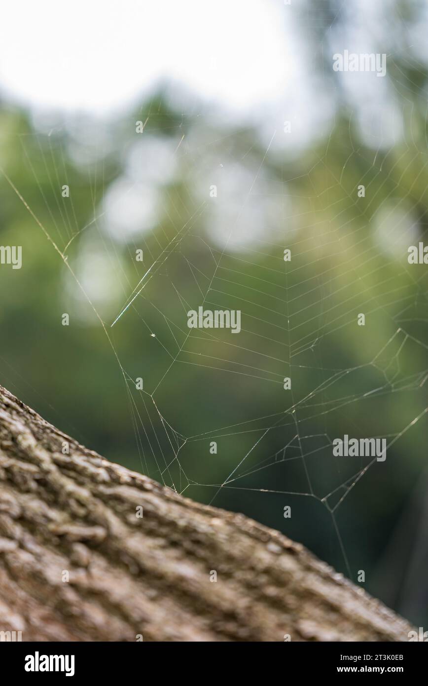 Spider webs captured under backlight in the city Stock Photo - Alamy