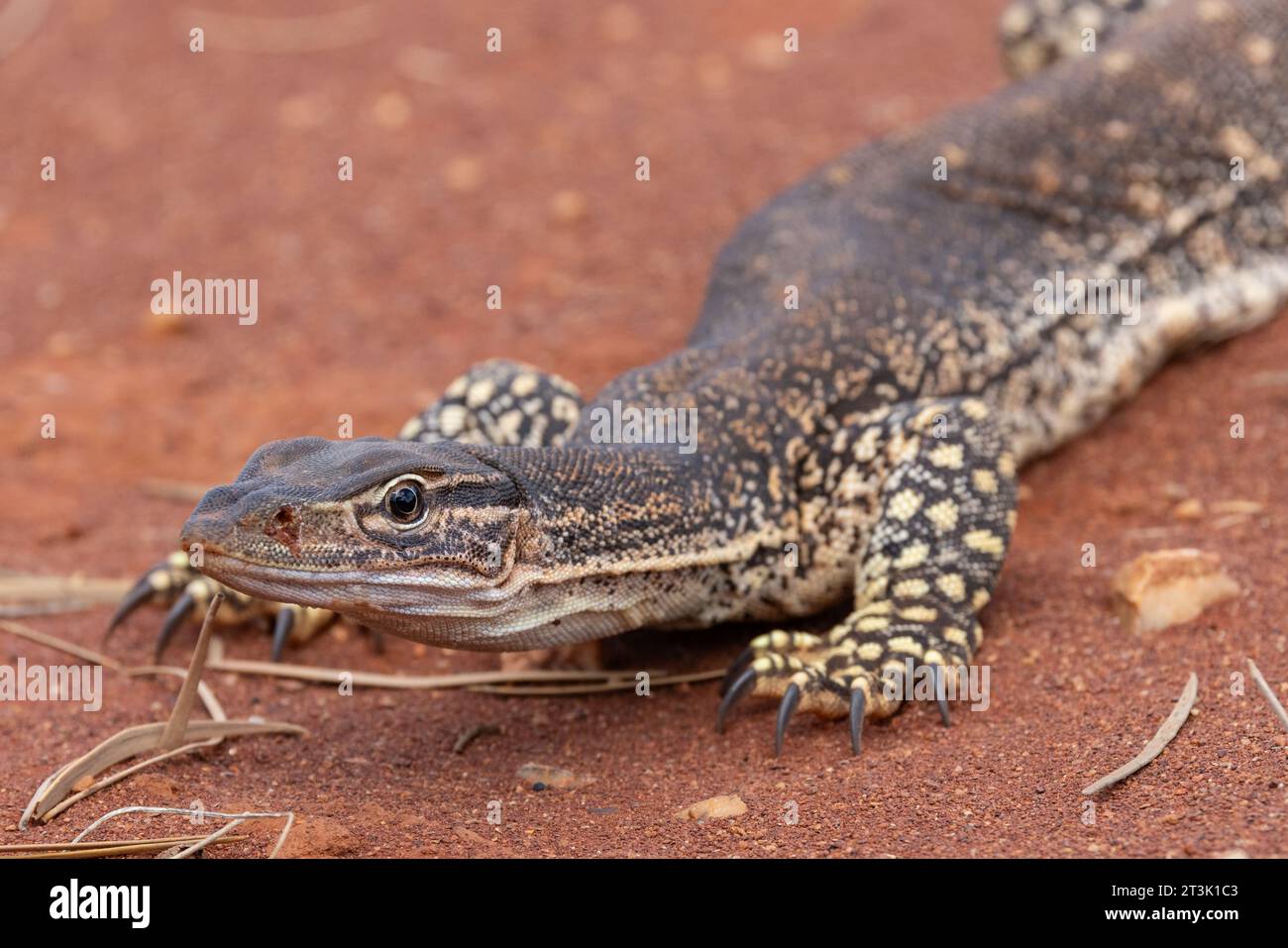 Goulds monitor lizard varanus gouldii hi-res stock photography and ...