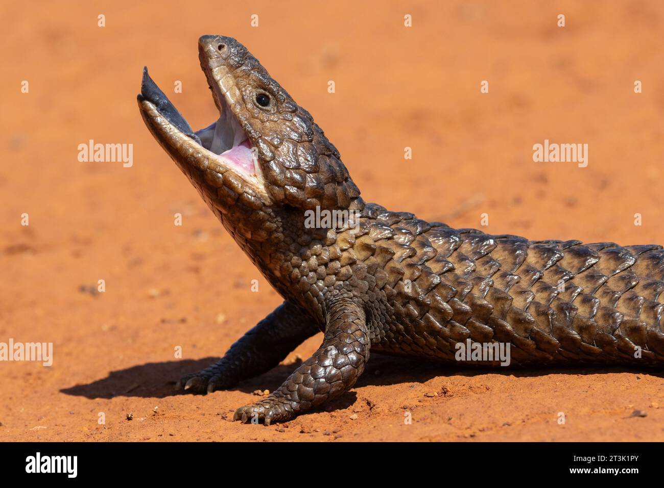 Bobtail lizard hi-res stock photography and images - Alamy