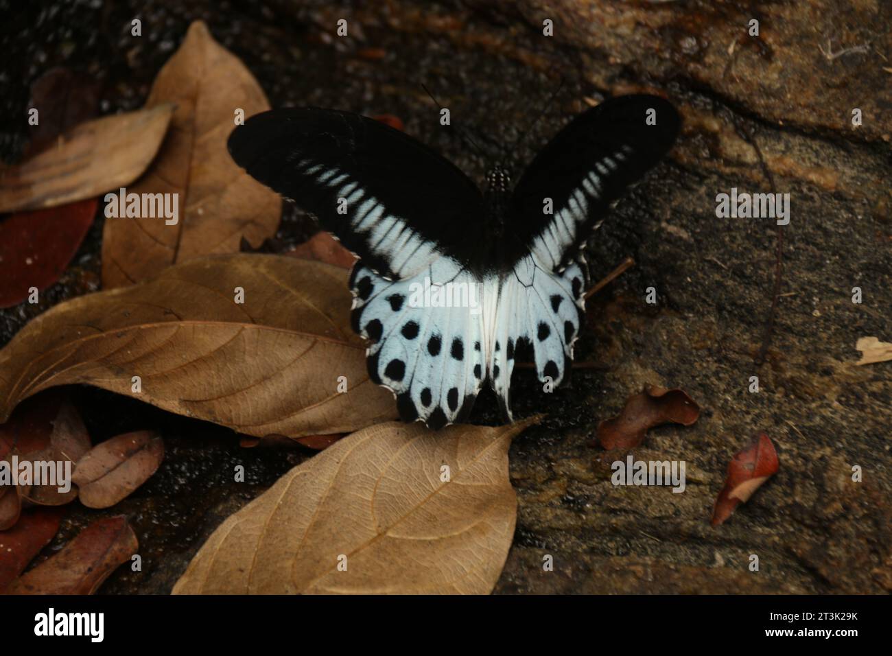 Sri Lankan Butterflies and Dragonflies in the Wild Stock Photo - Alamy