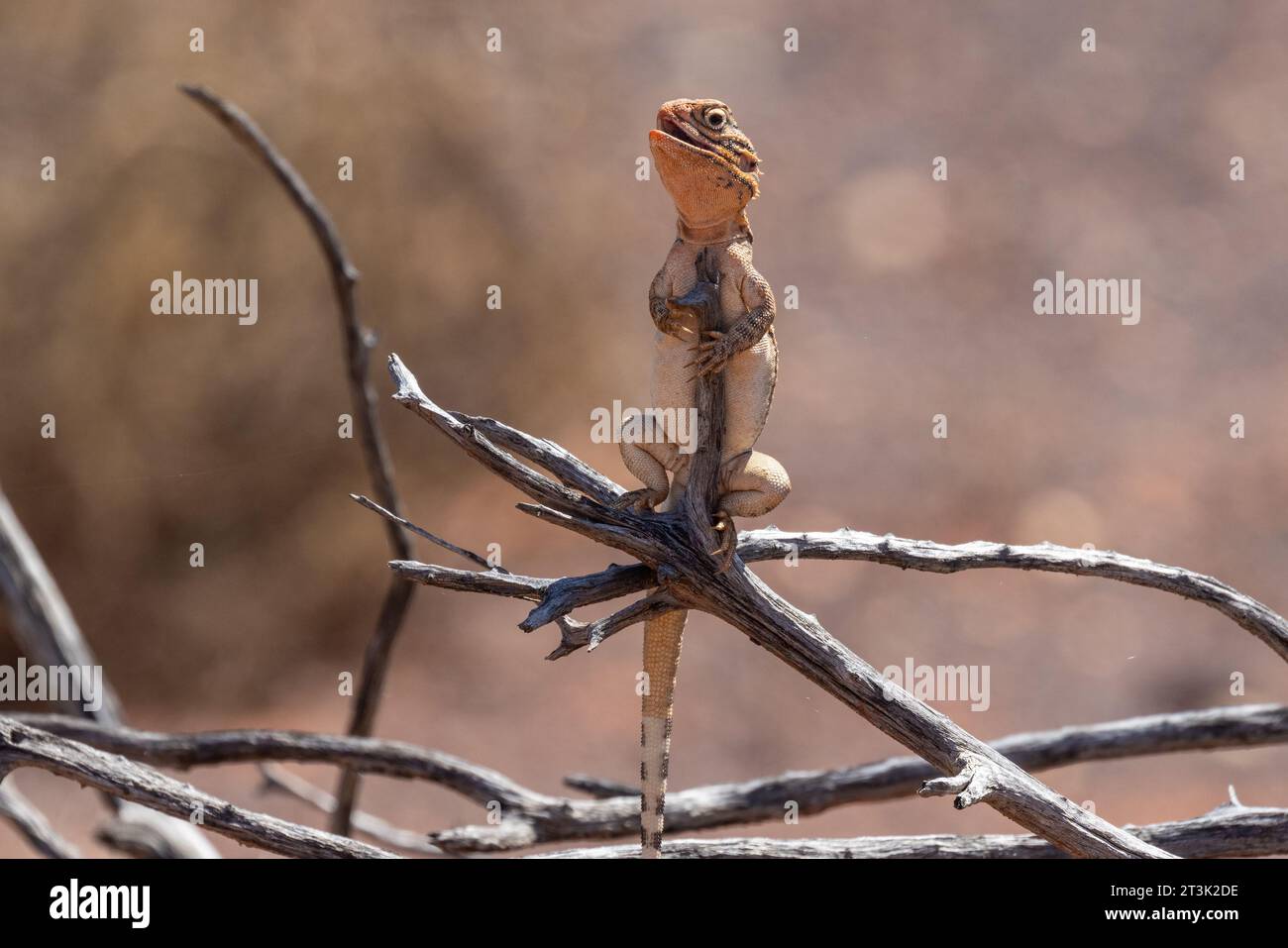 Australian Central Netted Dragon basking on stick Stock Photo - Alamy