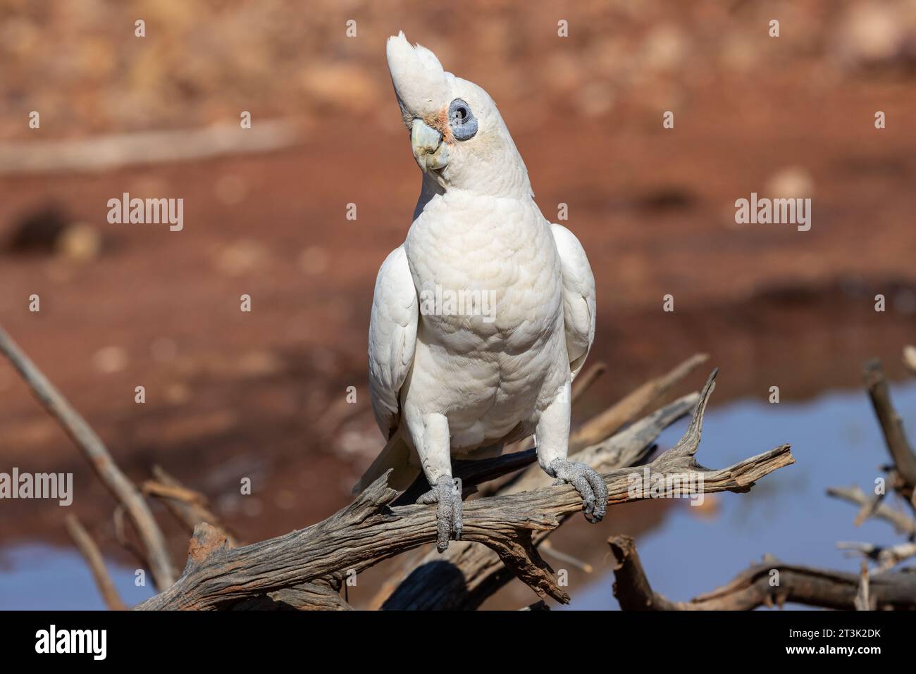 Australian Little Corella perched on log at water hole Stock Photo - Alamy