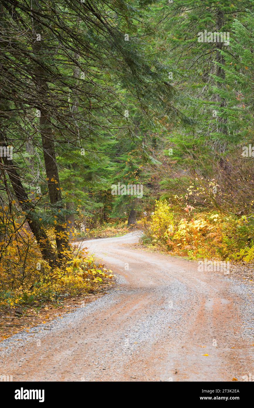 Trees and leaves with fall colors on a curving single lane gravel road ...