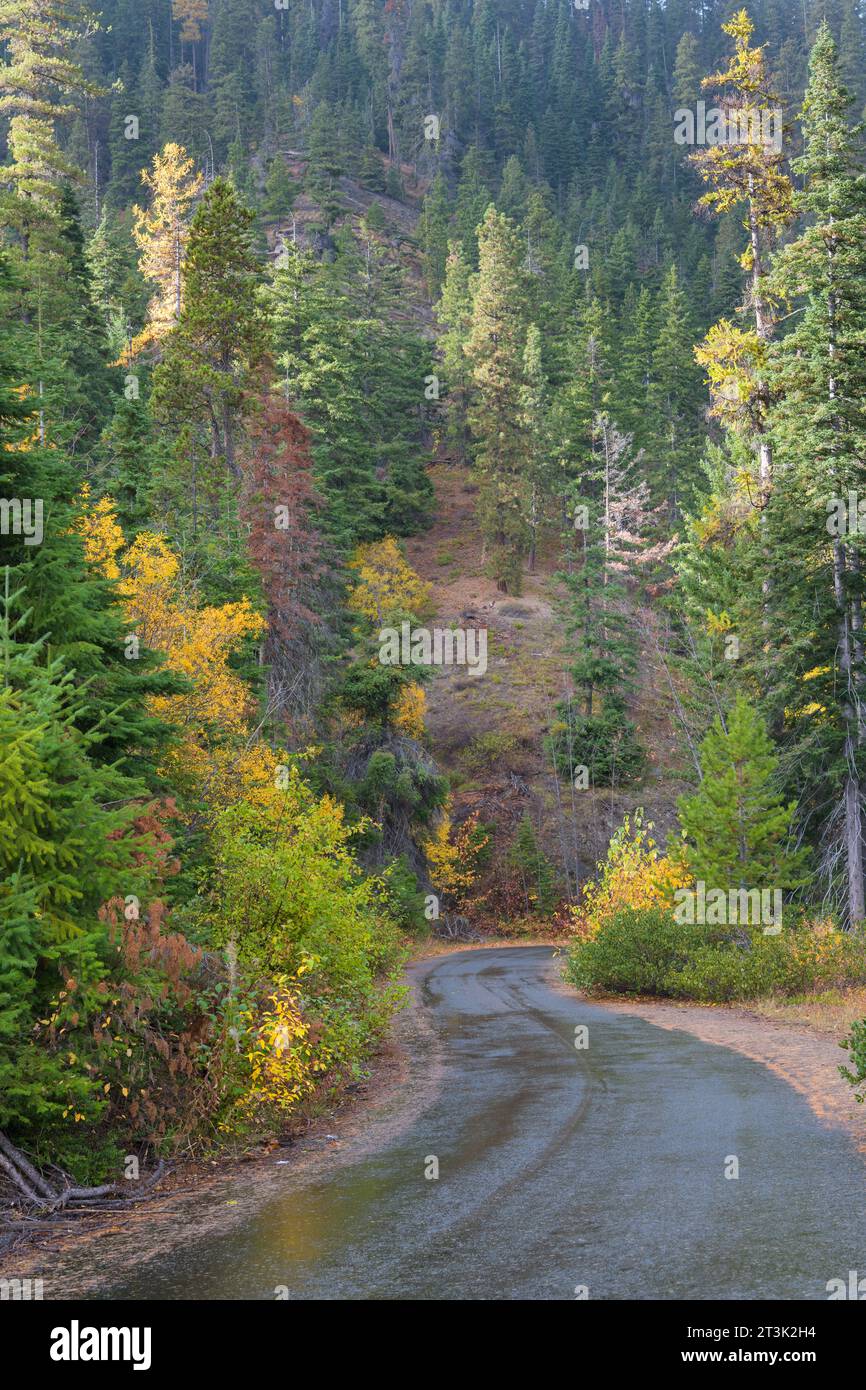 Fall color on a damp Old Blewett Pass Highway in Washington Cascades ...