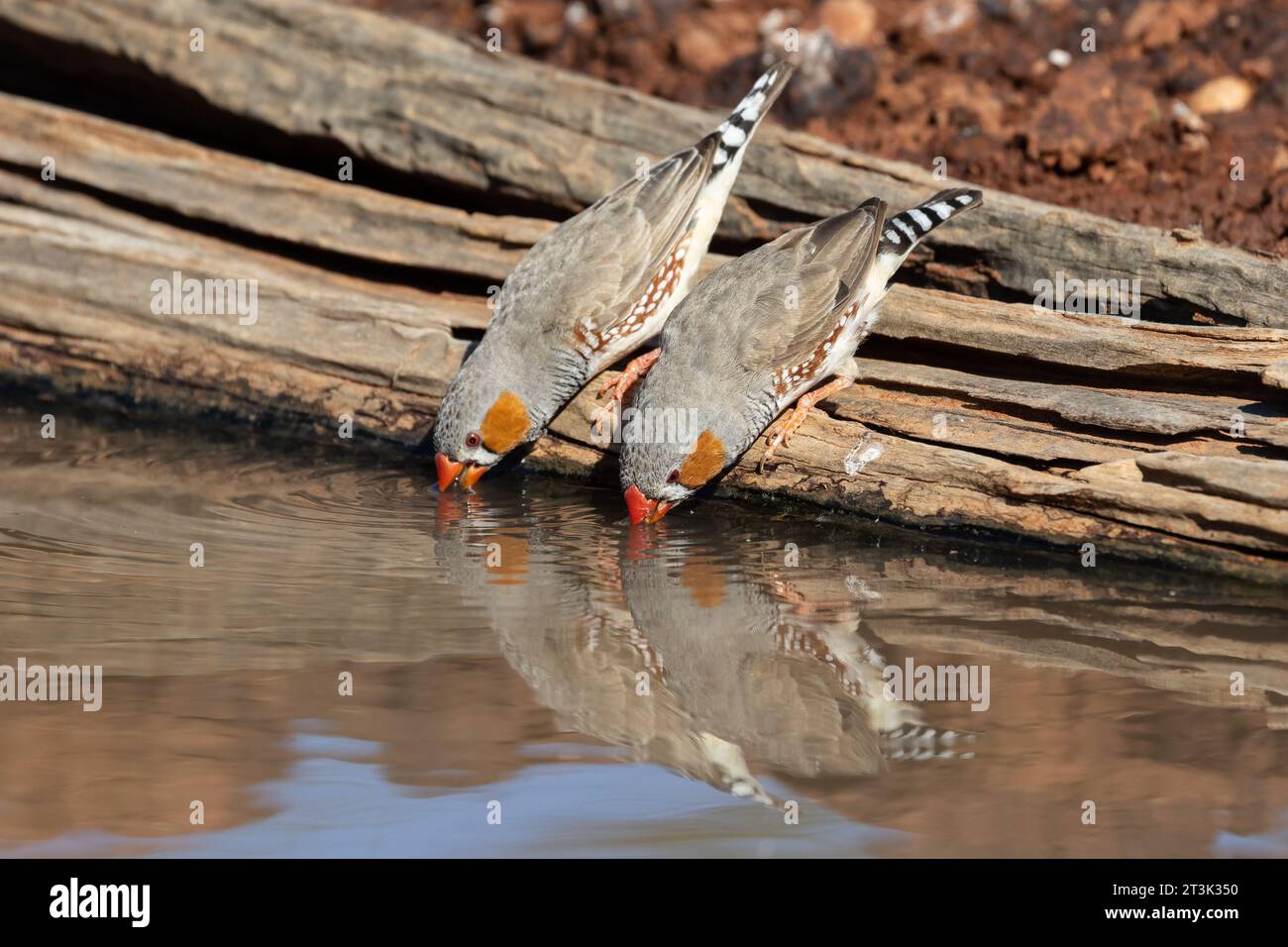 Australian finches hi-res stock photography and images - Alamy