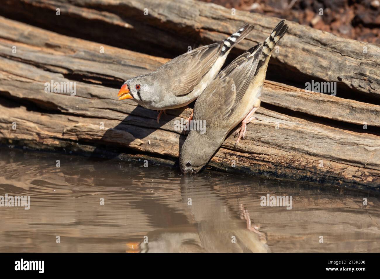 Australian finches hi-res stock photography and images - Alamy
