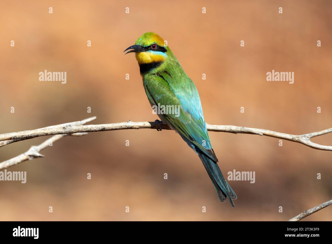 Australian Rainbow Bee-eater perched on log Stock Photo - Alamy