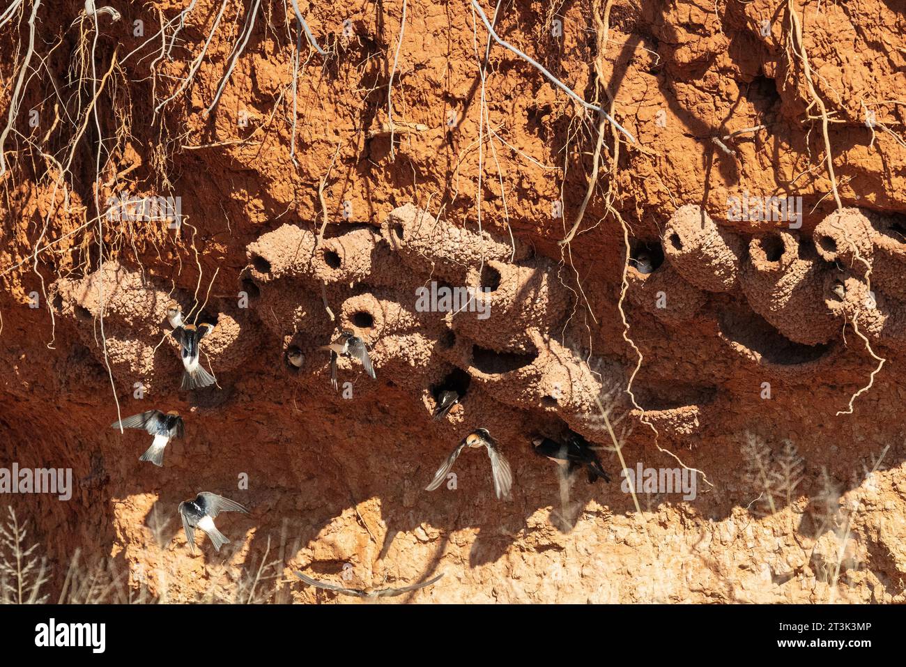 Fairy Martins building mud nest in river bank overhang Stock Photo - Alamy