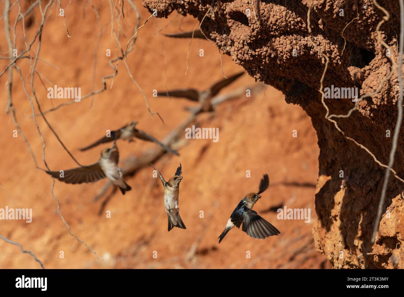 Fairy Martins building mud nest in river bank overhang Stock Photo - Alamy