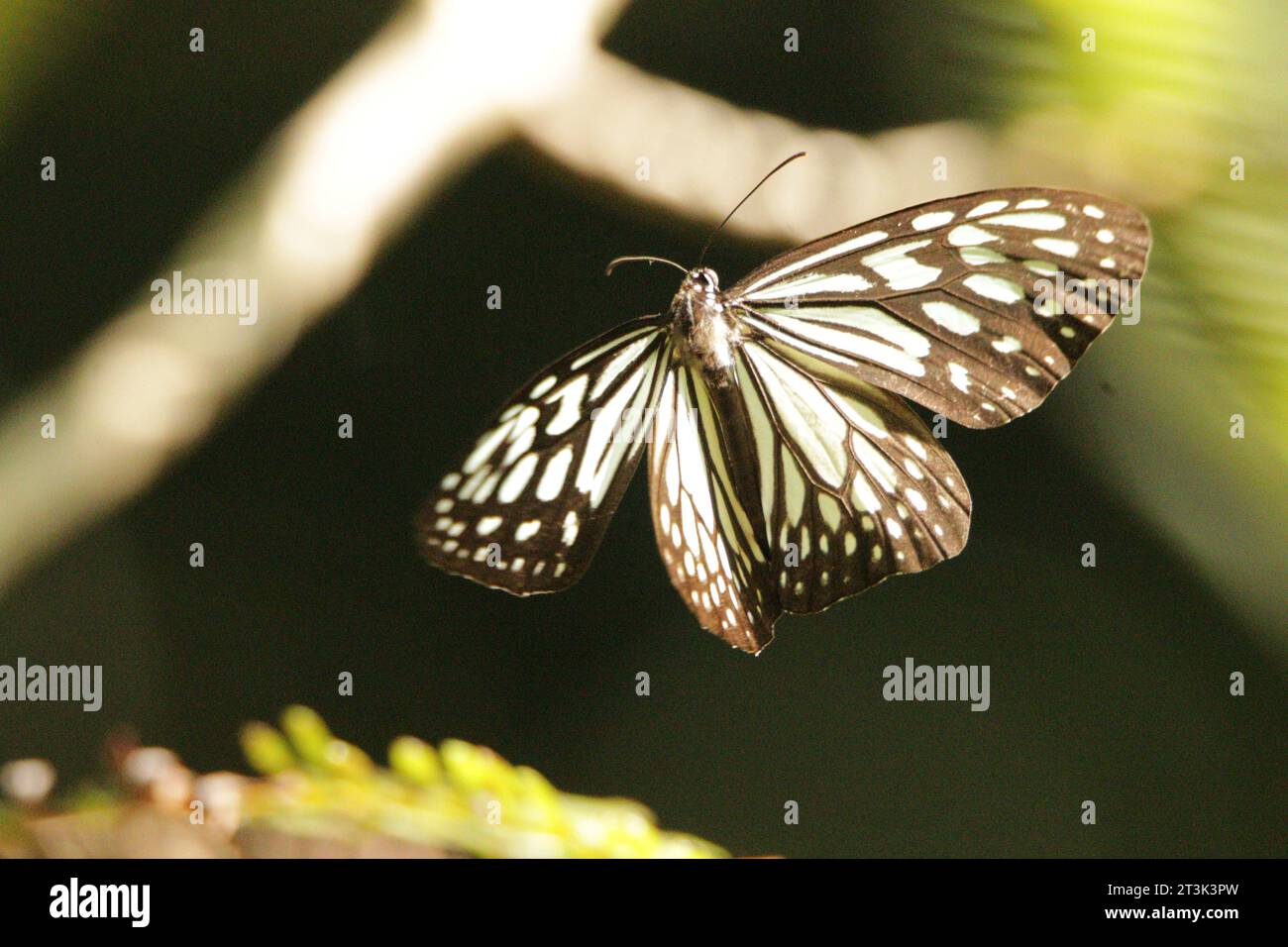 Sri Lankan Butterflies and Dragonflies in the Wild Stock Photo - Alamy