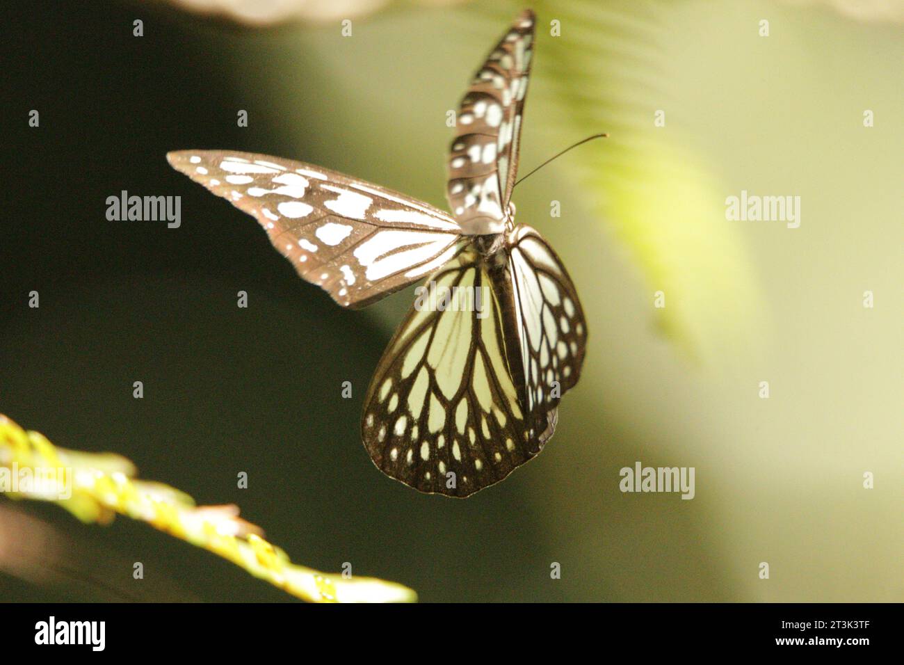 Sri Lankan Butterflies and Dragonflies in the Wild Stock Photo - Alamy