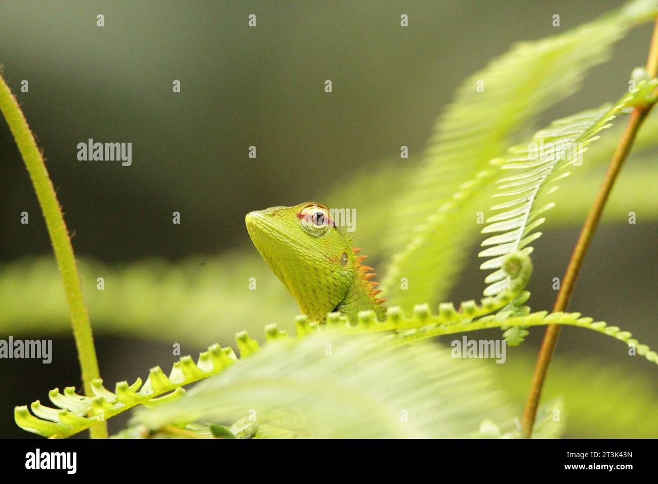 Lizards in Sri Lanka. Visit Sri Lanka Stock Photo - Alamy