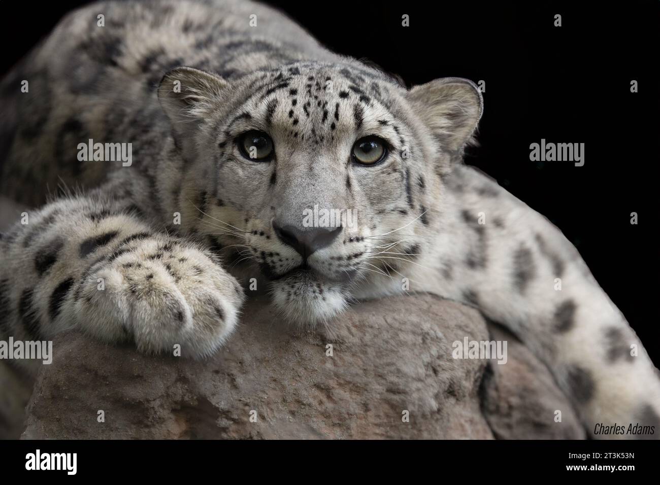Playful leopard cub cute hi-res stock photography and images - Alamy