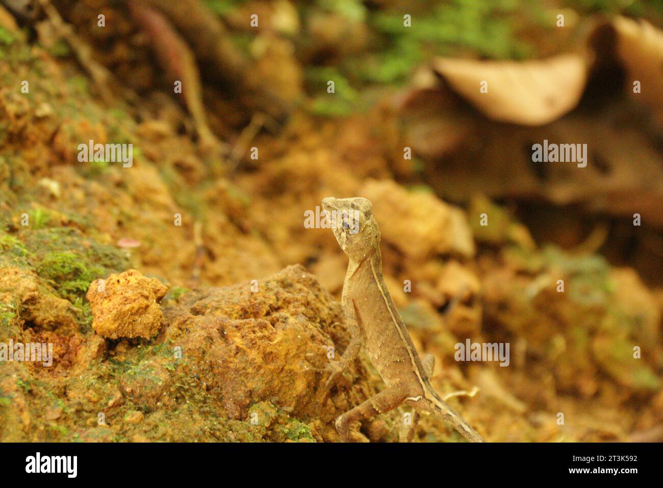 Lizards in Sri Lanka. Visit Sri Lanka Stock Photo - Alamy
