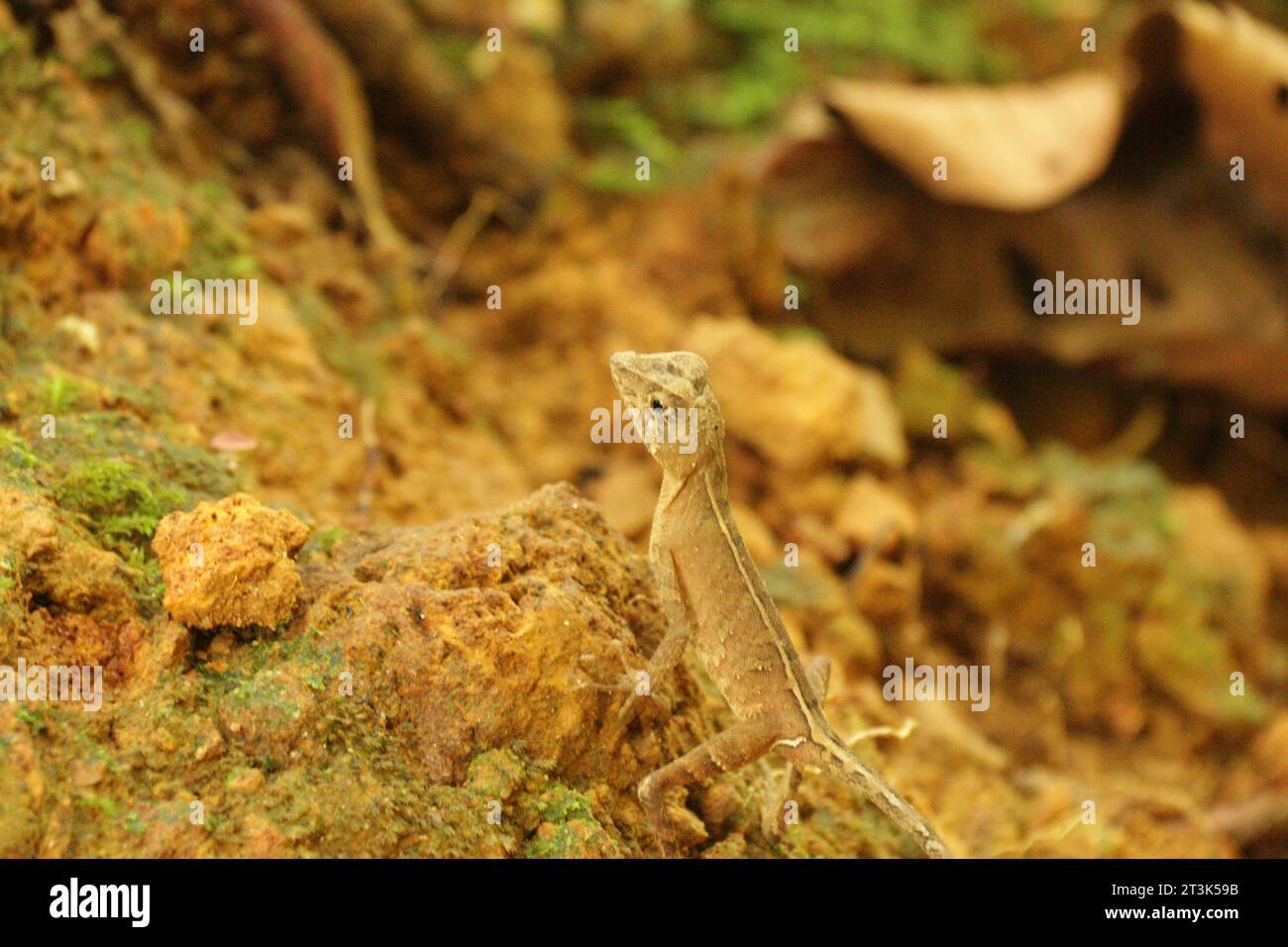 Lizards in Sri Lanka. Visit Sri Lanka Stock Photo - Alamy
