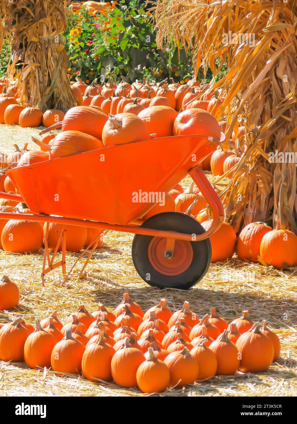 Pumpkins in Wheelbarrow Ready for Purchase Stock Photo - Alamy