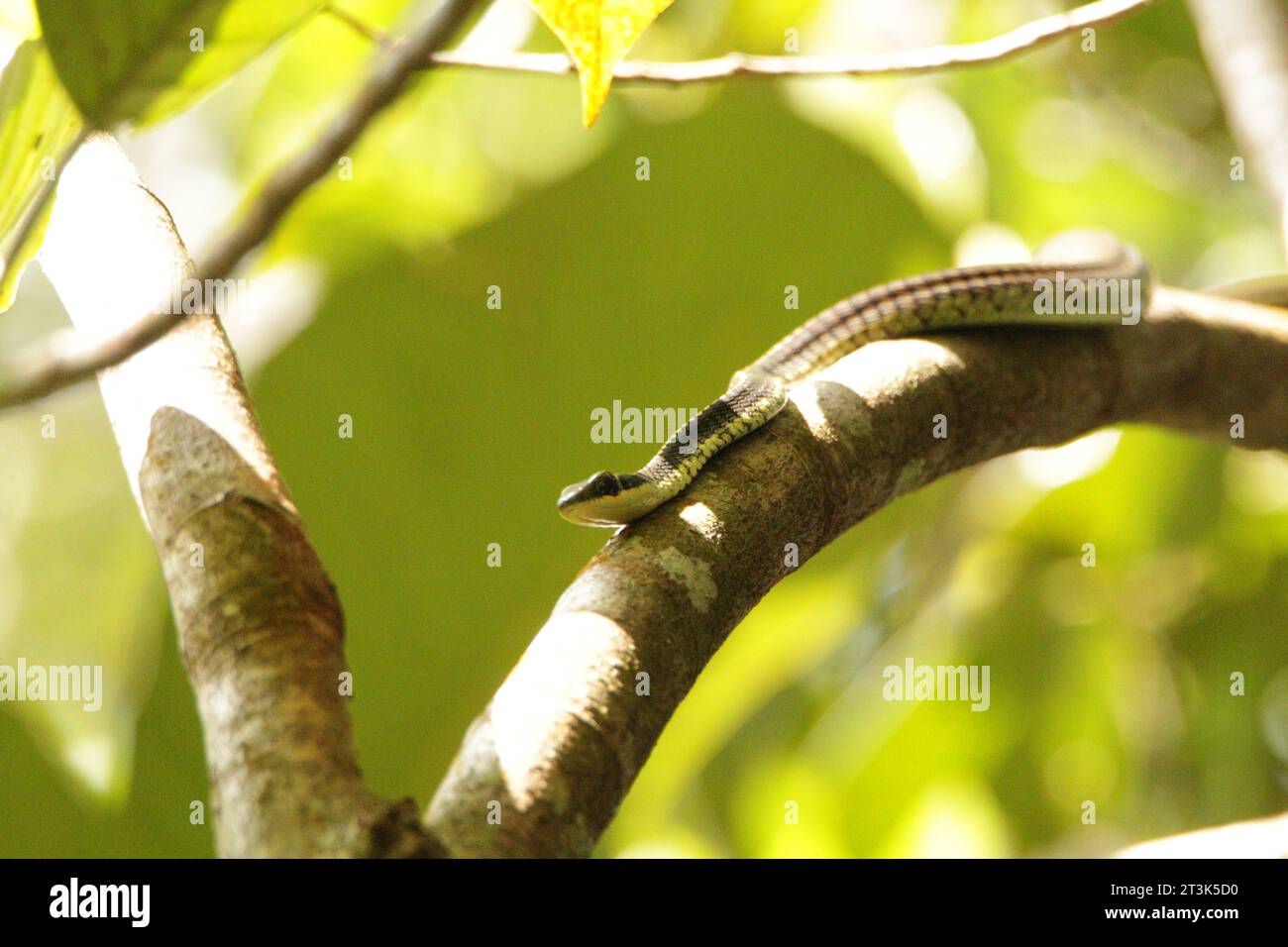 Reptiles in Sri Lanka in the Wild, Visit Sri Lanka Stock Photo - Alamy
