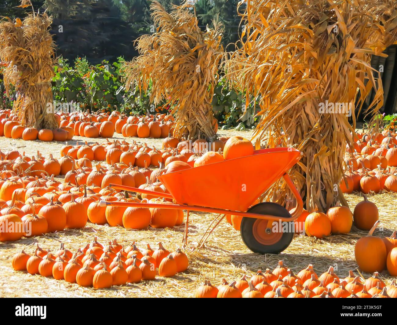 Pumpkins in Wheelbarrow Ready for Purchase Stock Photo - Alamy