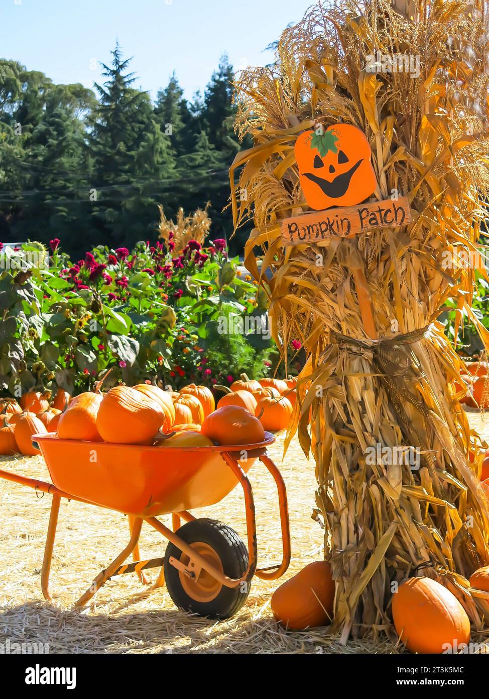 Pumpkins in Wheelbarrow Ready for Purchase Stock Photo - Alamy