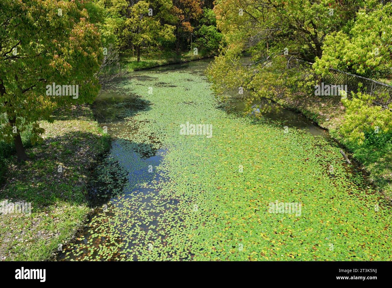 Photo of a small river full of lotus leaves in the wild Stock Photo - Alamy