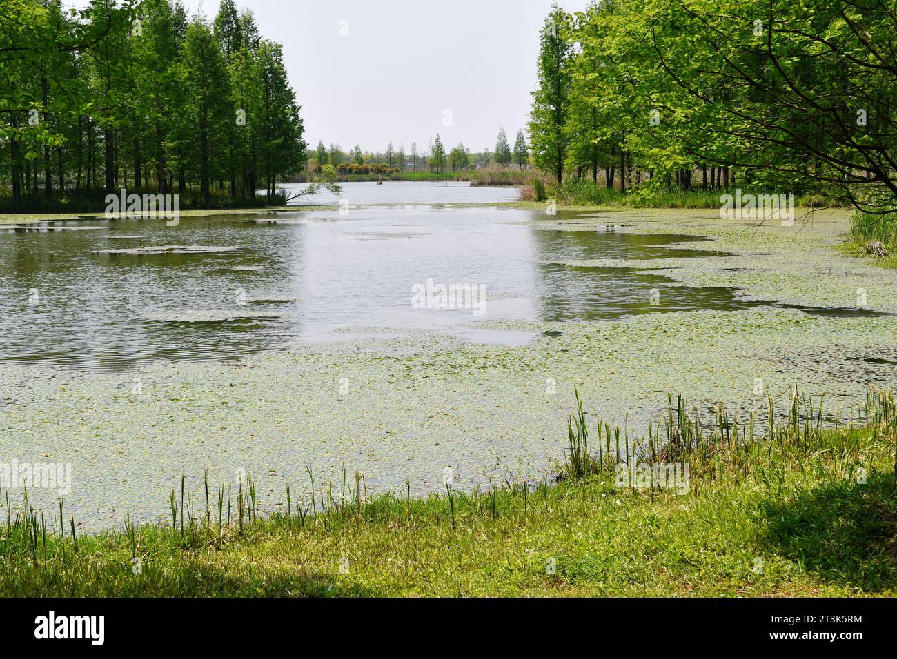 Photo of a small river full of lotus leaves in the wild Stock Photo - Alamy