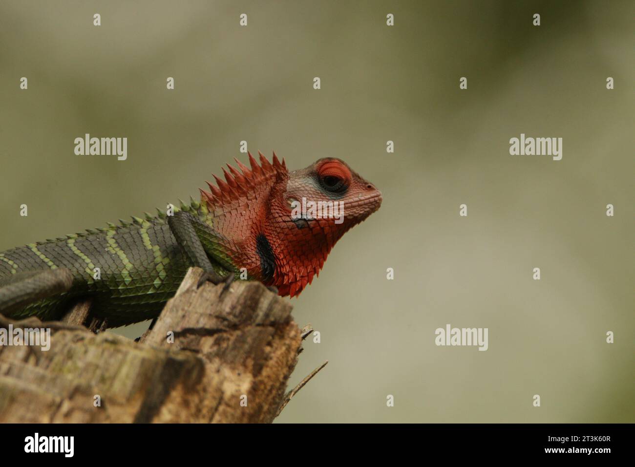 Lizards in Sri Lanka. Visit Sri Lanka Stock Photo - Alamy