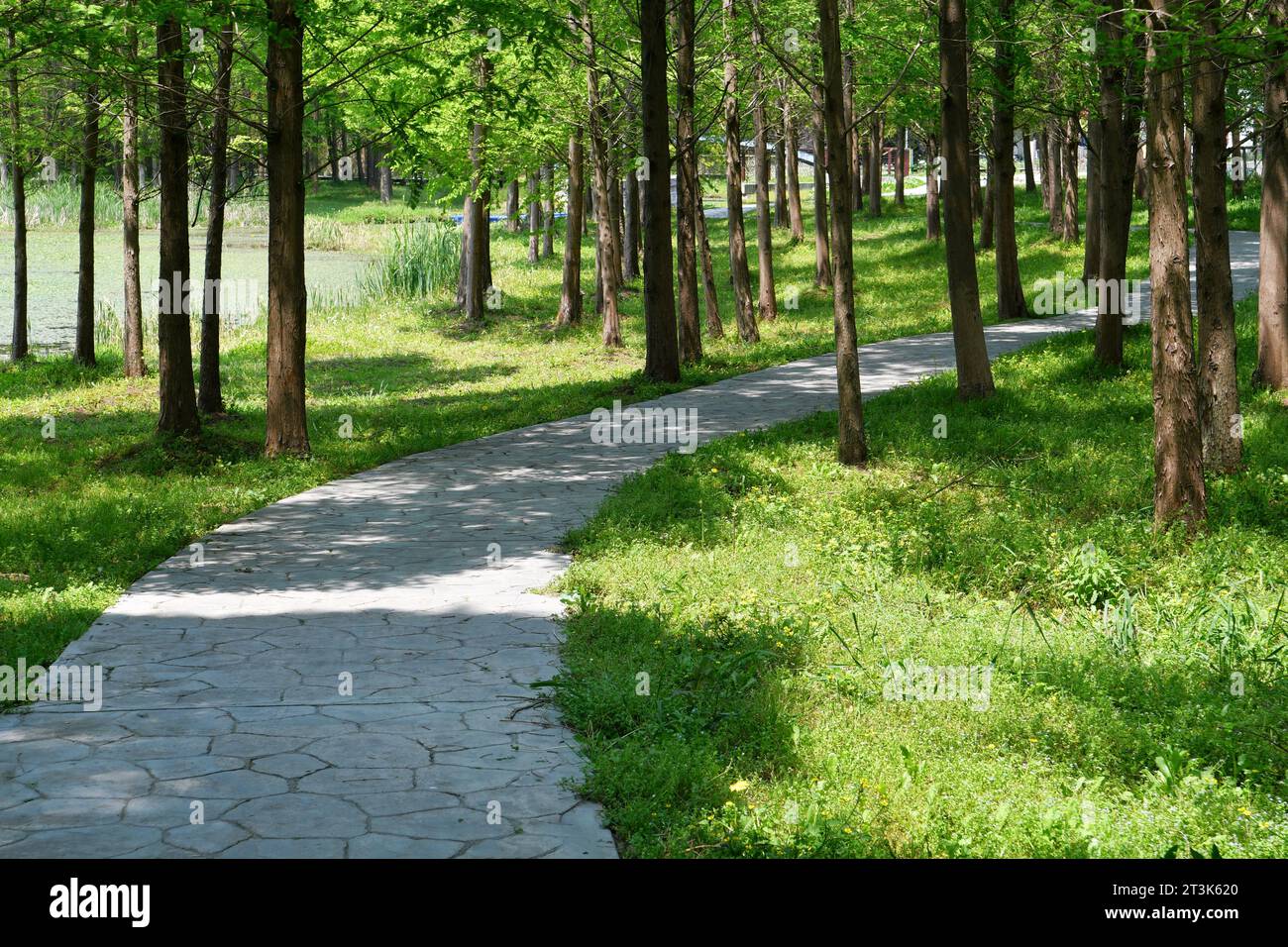 Panoramic photo of a hiking trail in the wild woods Stock Photo - Alamy