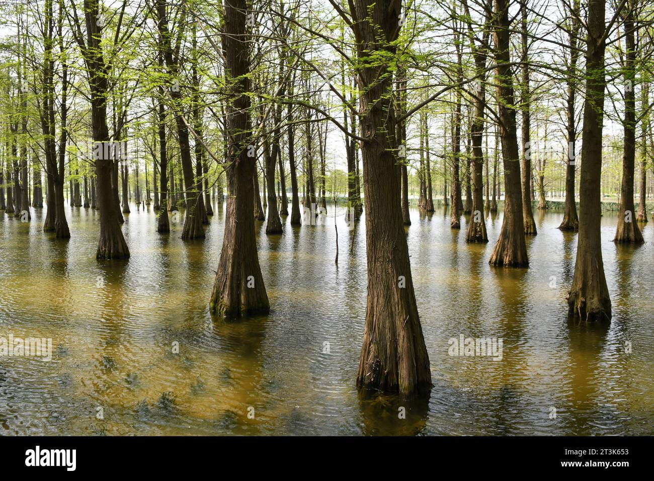 Photo of tree roots in a fir forest growing in water Stock Photo - Alamy